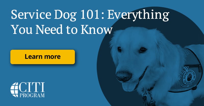 Service Dog 101: Everything You Need to Know | CITI Program